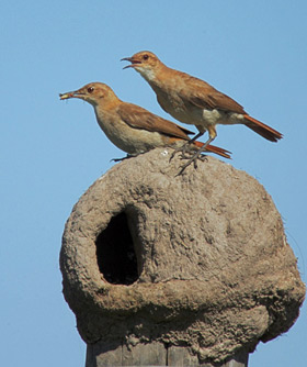 URUGUAY Y SUS CURIOSIDADES--URUGUAY AND ITS CURIOSITIES: El Hornero: La ...