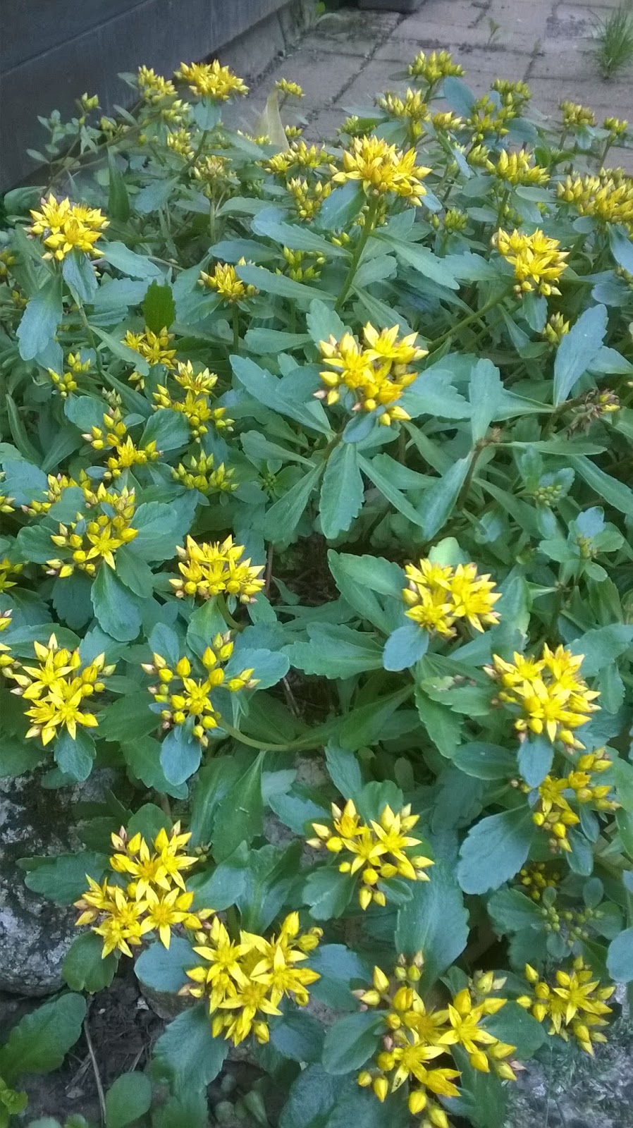 Kukkani mun: Kesän kukkijoita