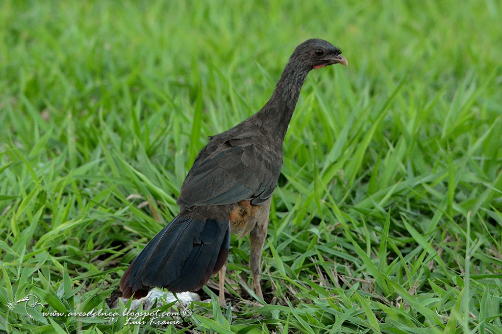 Aves del Nea: Charata (Chaco Chachalaca) Ortalis canicollis