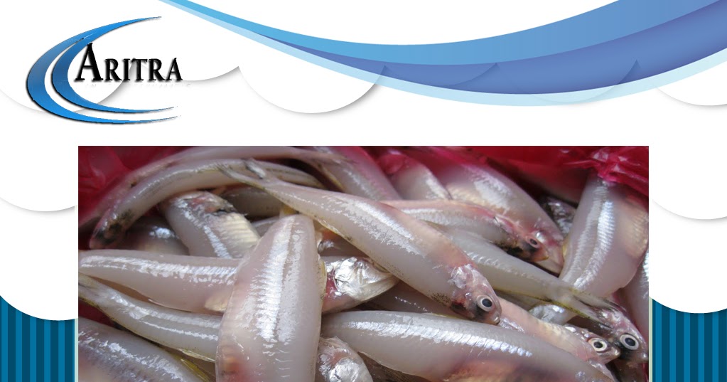 Aritra Ikan Asin: Ikan Pakang