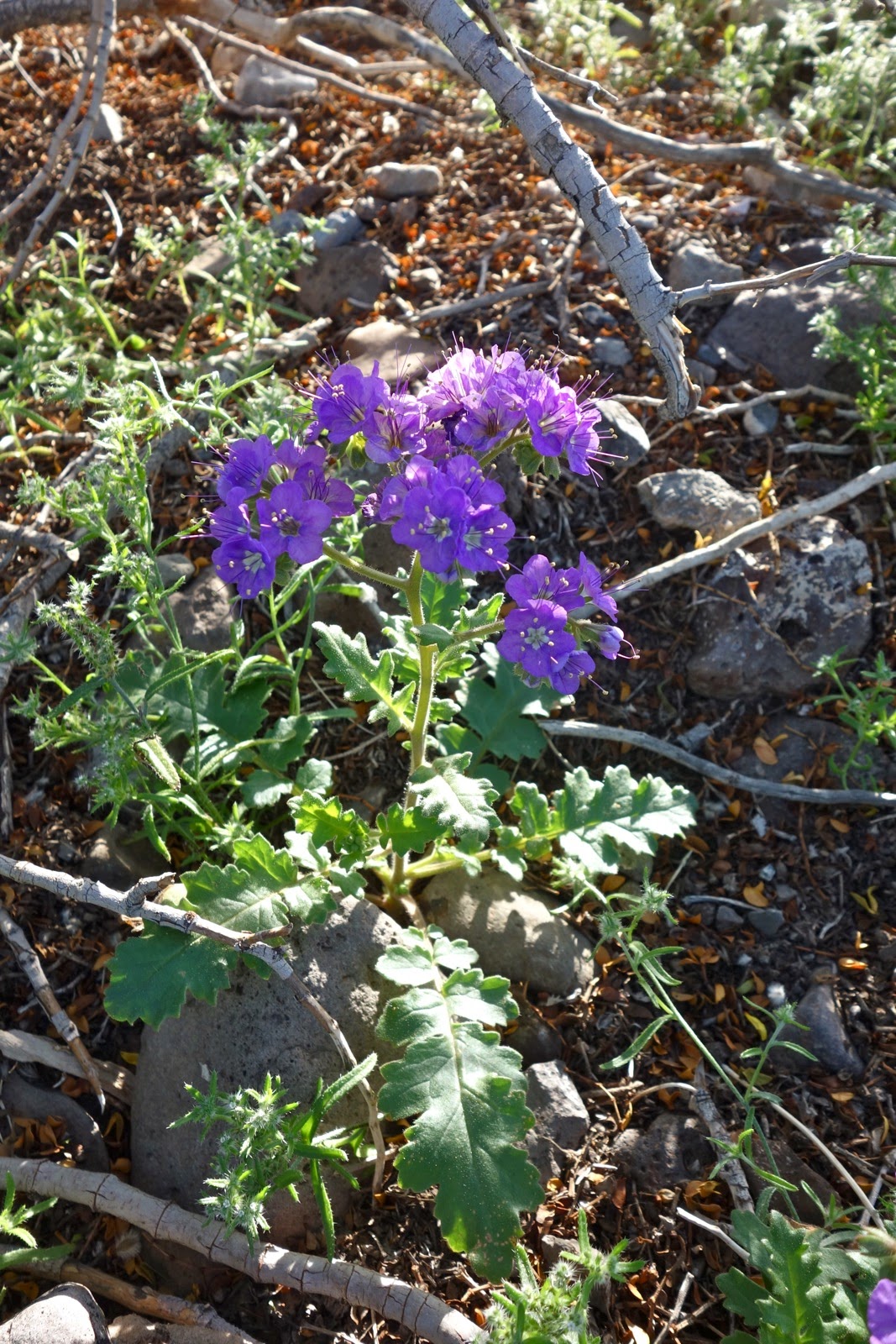 Earthline: The American West: Death Valley in Spring: Authentic and ...