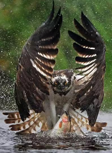 Stunning photos of bird of prey as it swoops in for the kill