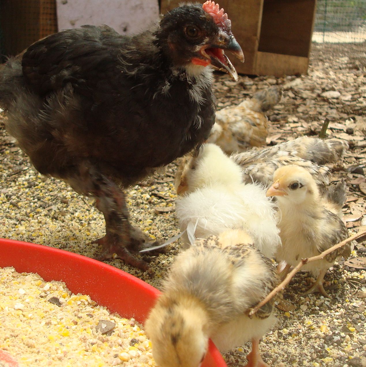 Tiny Chickens: Serama and silkie babies
