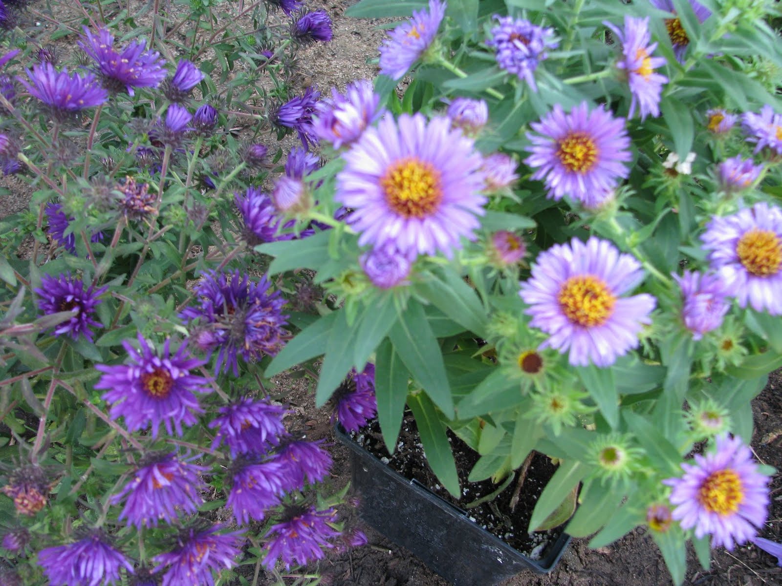 Winton Families & More: Fall Flowers