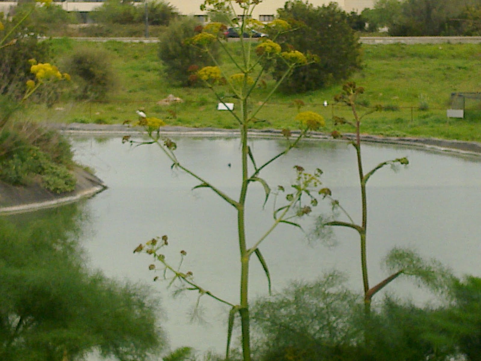 Flors i plantes de Mallorca