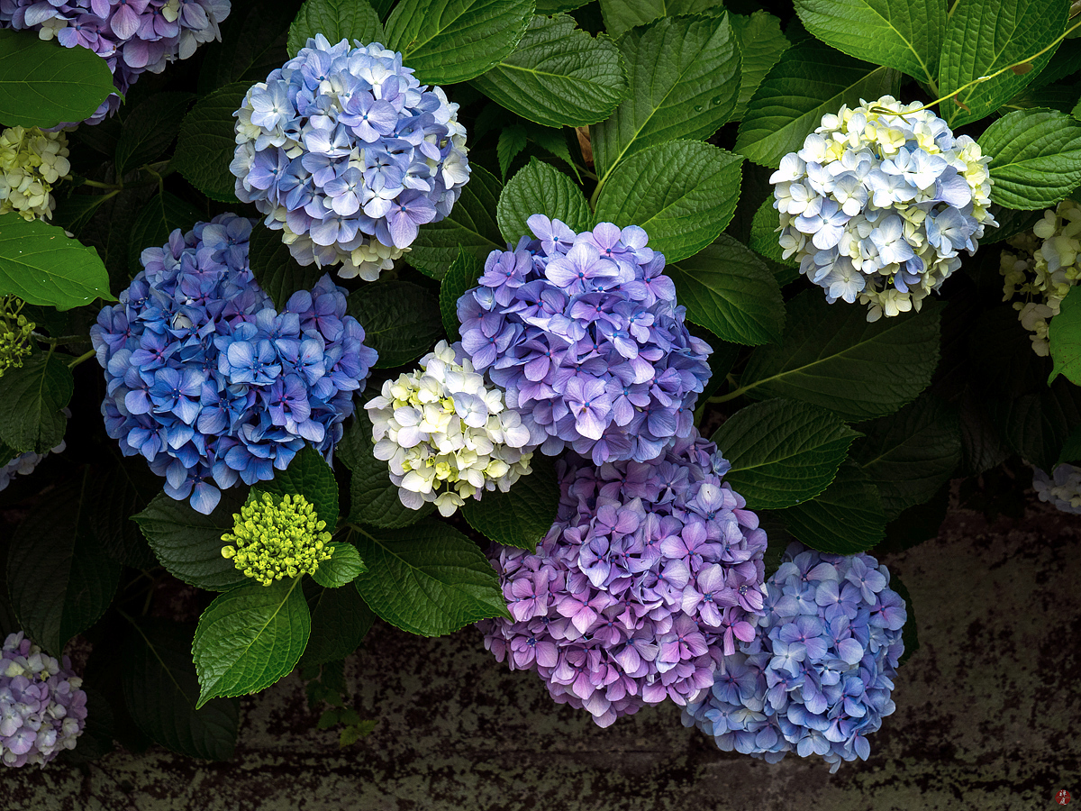FROM THE GARDEN OF ZEN: Ajisai (Japanese hydrangea) flowers: Kita-kamakura