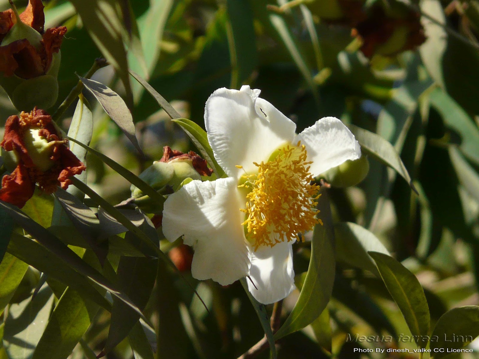 Medicinal Plants: Mesua ferrea Nagakesara