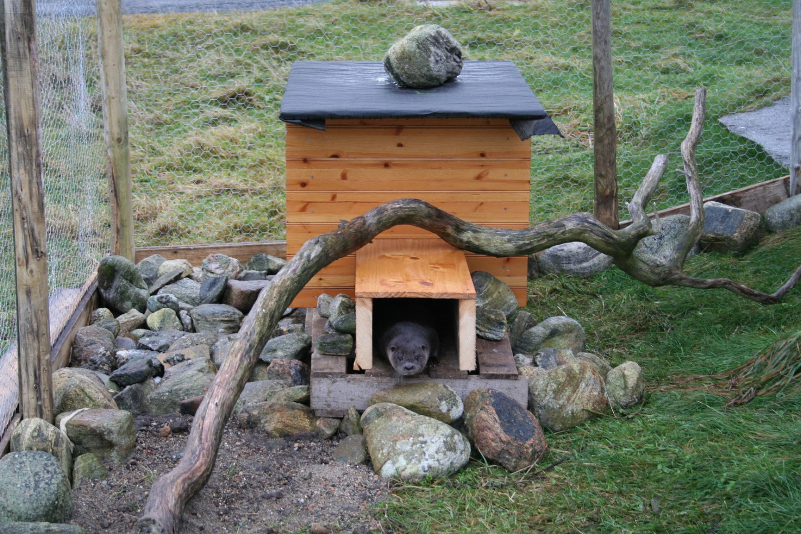 Otto the Otter: Building the Otto enclosure