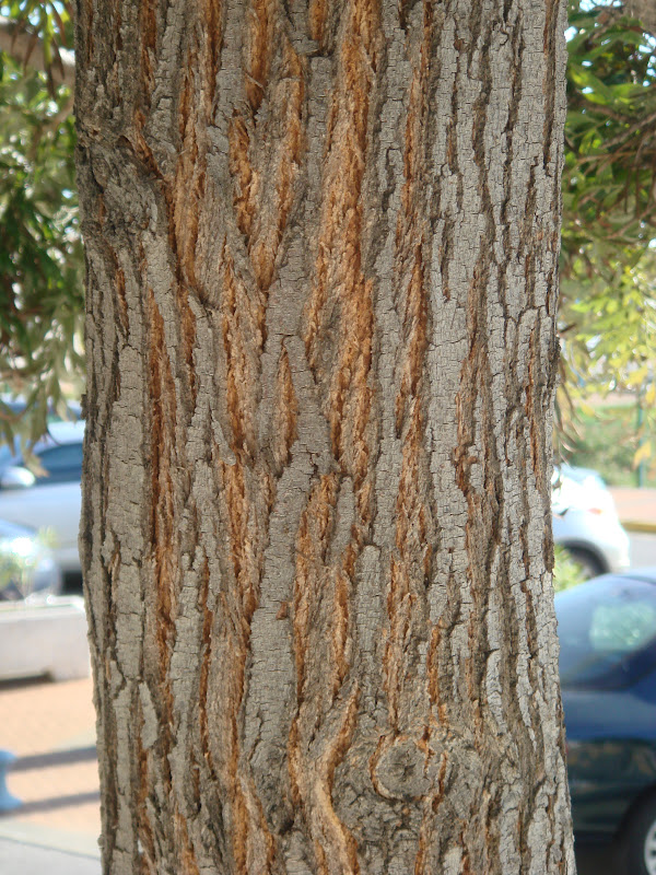 Fotografiando plantas: Roble australiano