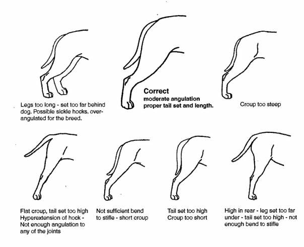 American Staffordshire Terrier: Breed Standard