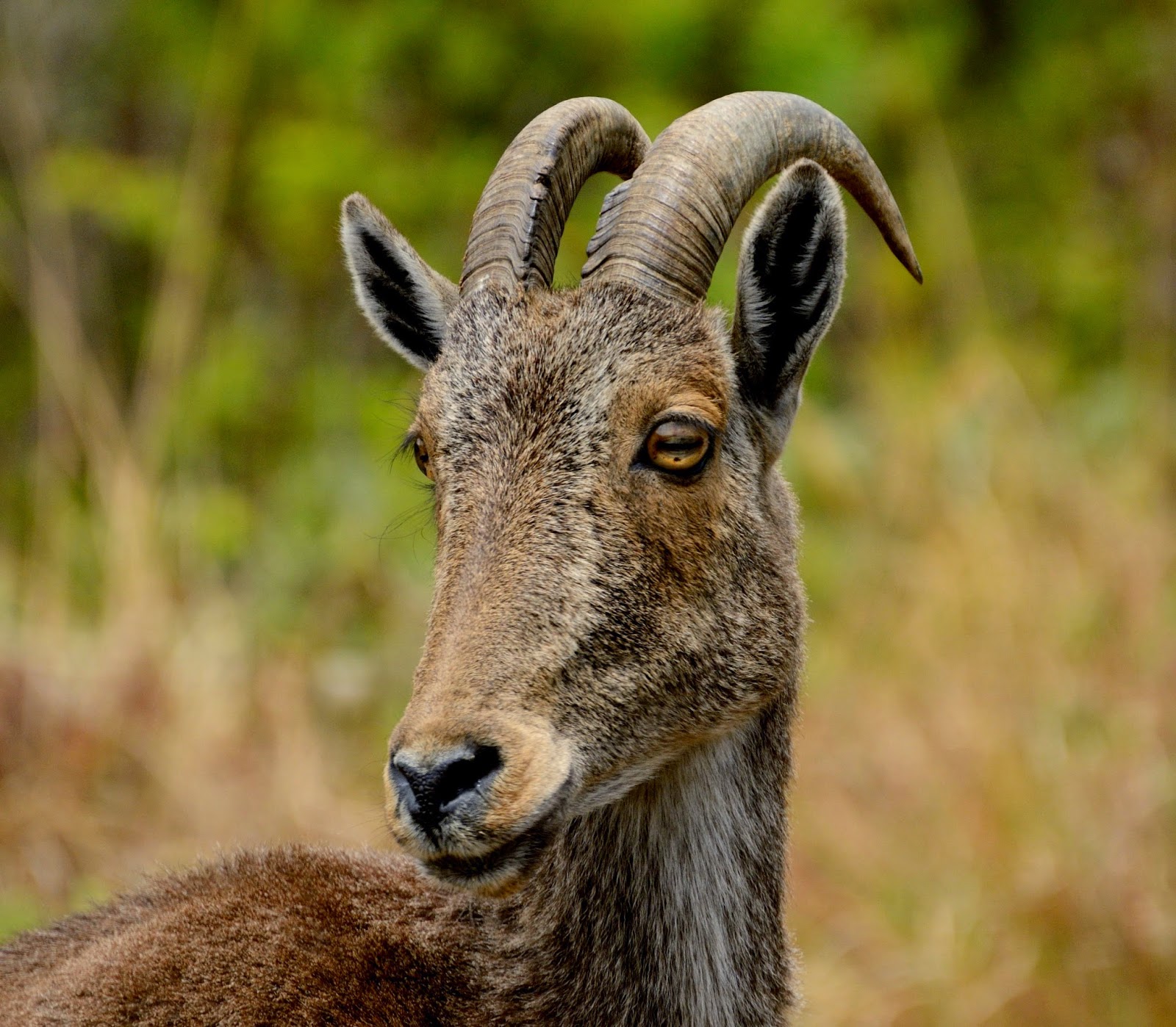 TAHR photos - wallpapers | the fun bank