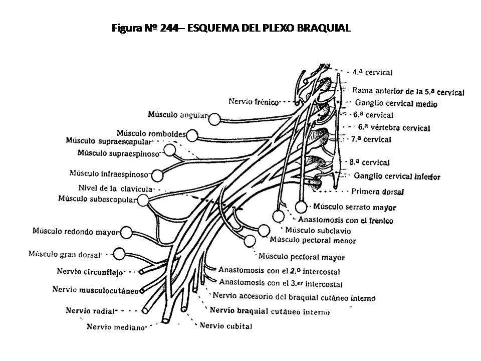 Blog de Anatomia para estudiantes de medicina