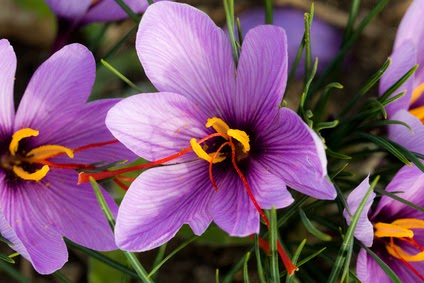 Valley Herbs: Definition of saffron and benefits