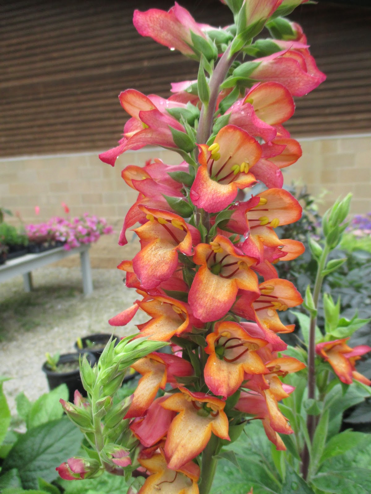 Rotary Botanical Gardens - Hort Blog: What is a Digiplexis?