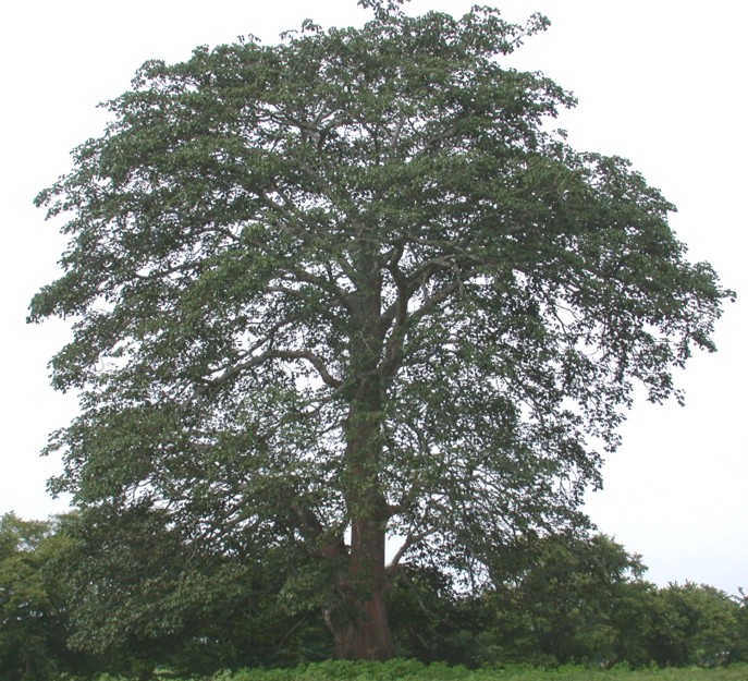 Panamá y sus maravillas: Ave y árbol Nacional de Panamá