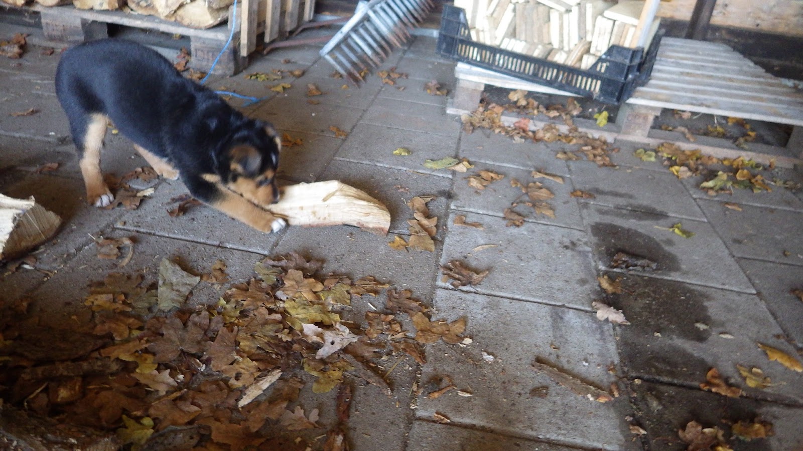 Moesker's Moestuin: Rat en dak.