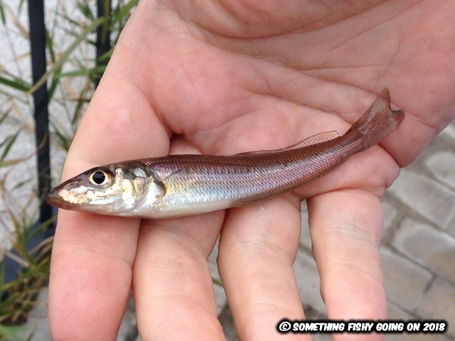 Something Fishy Going On: Species I caught in 2018.