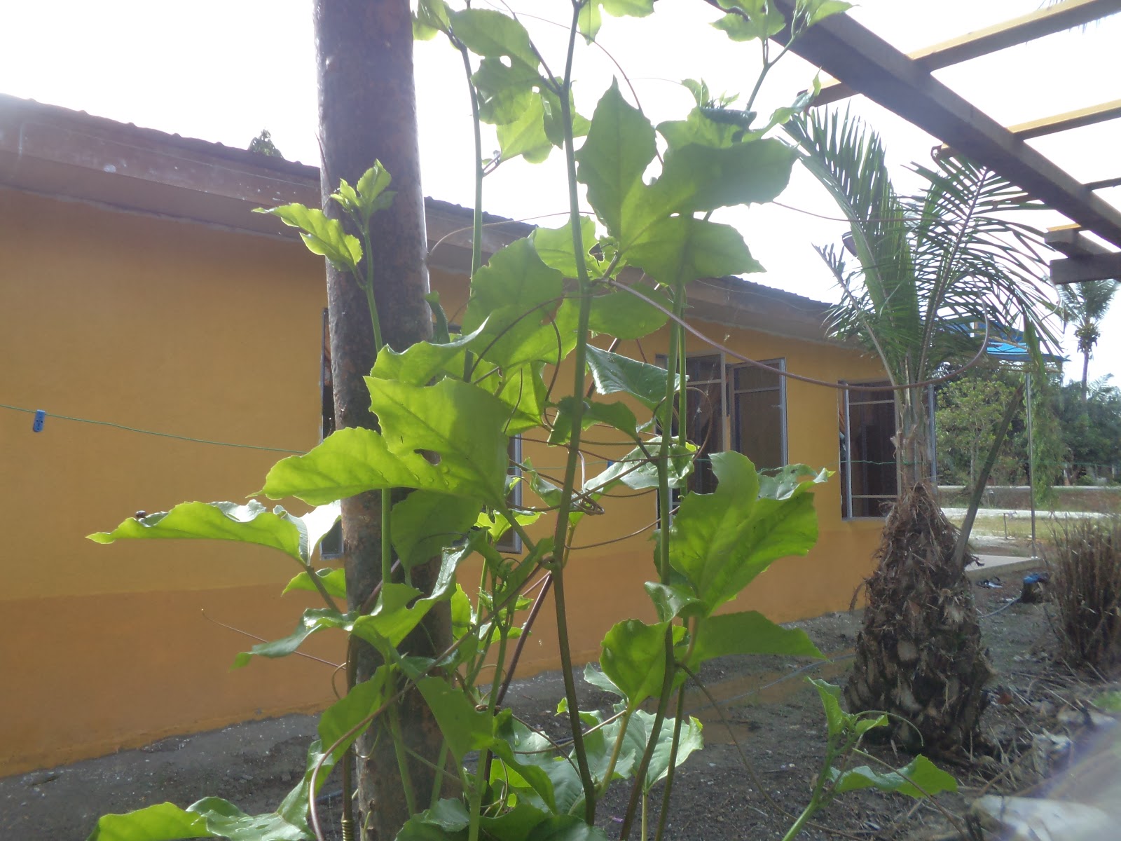 anaklaut: TANAMAN MARKISA DI HALAMAN RUMAH