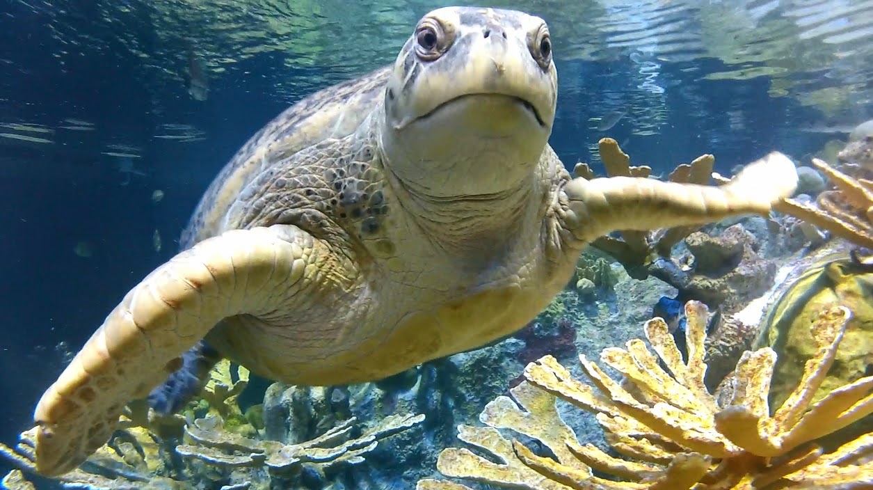 Giant Ocean Tank Divers Blog