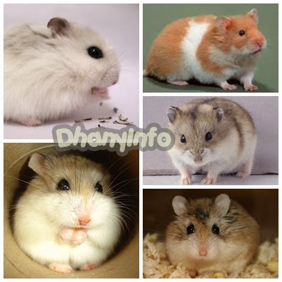 Mengenal Jenis-Jenis Hamster Peliharaan - Ragam Keistimewaan Indonesia