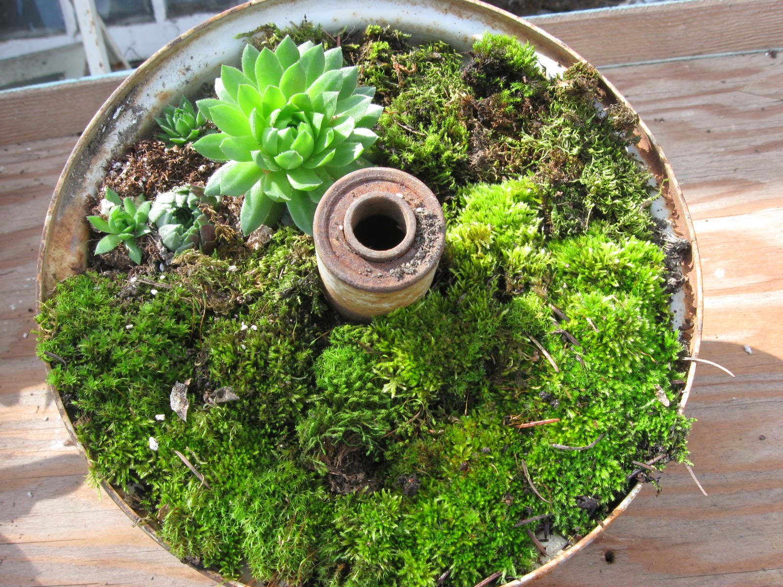 Treasures from the Heart: Fun Moss Projects