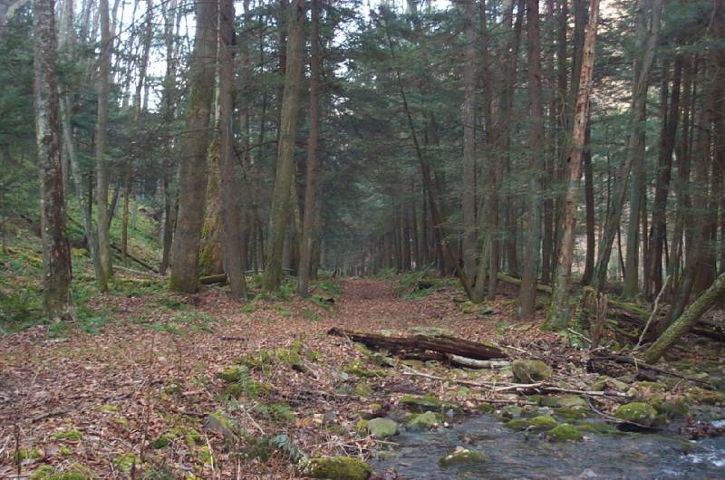 The Fields of the Wood: Central Pennsylvania Travelogue: Fields Run Trail