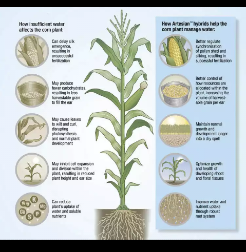 New seeds corn syngenta | AGROESPACIO