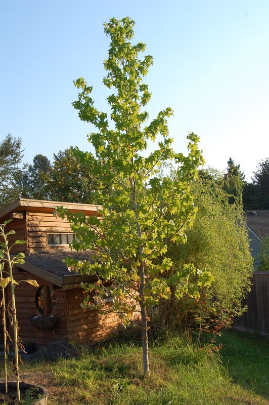 Our Creative Day: Year Long Tree Study