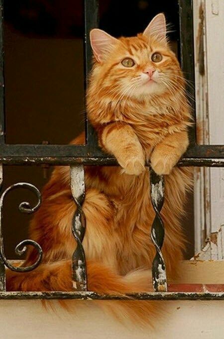 Beautiful golden cats