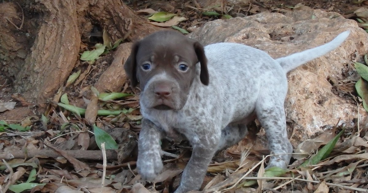 BRACO FRANCÉS DE BELBOX: CACHORROS DE TROIS X I`NESS