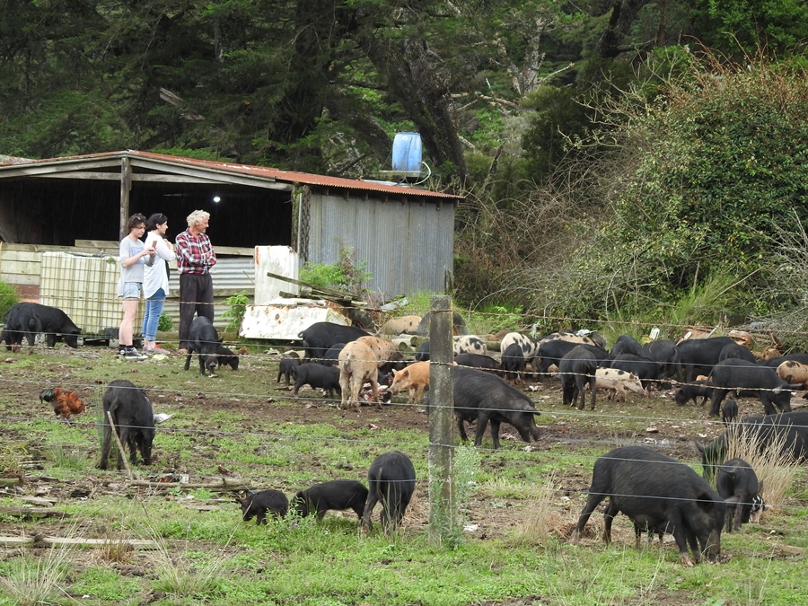 photographing New Zealand: Stu's pig farm on 309