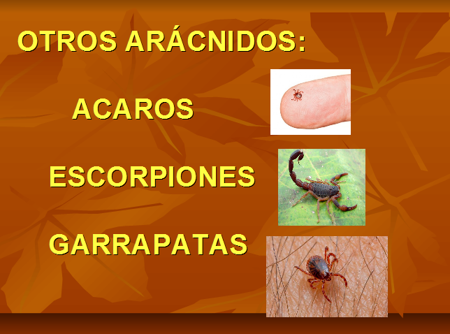 Pequeños monstruitos: DIAPOSITIVAS SOBRE LAS ARAÑAS