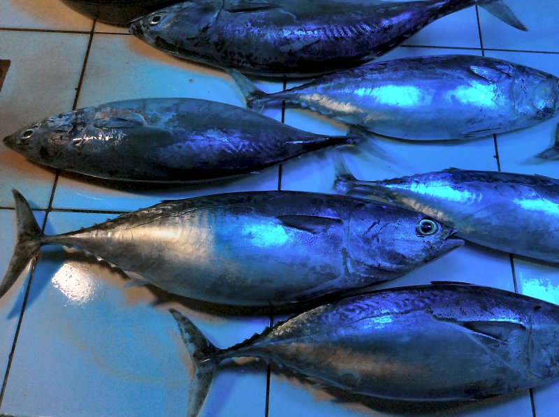 All about tuna | dead-hungry