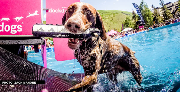 Splash! The Dock Dogs are diving in! | Australian Dog Lover