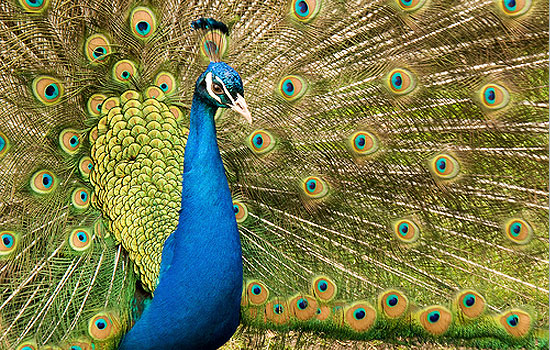 Zoo da Maia: Pavão Comum /// Indian Peafowl