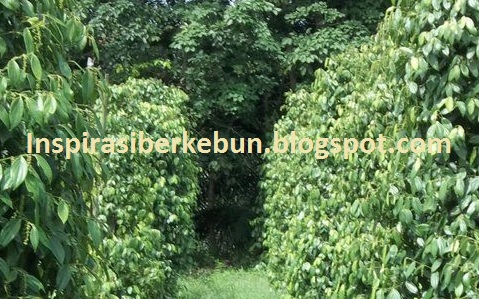 Cara Budidaya Tanaman Lada - Inspirasi Berkebun