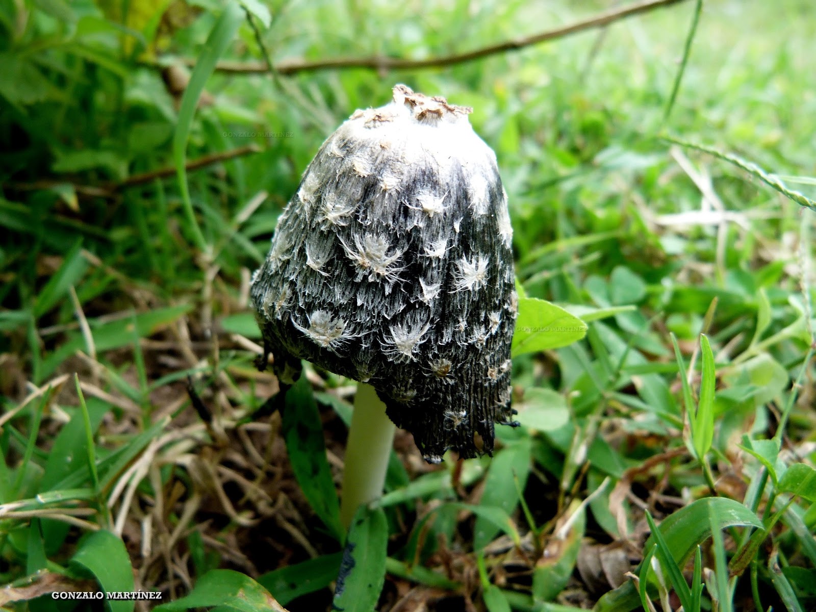 Photography-Fotografía: Hongos - Mushrooms