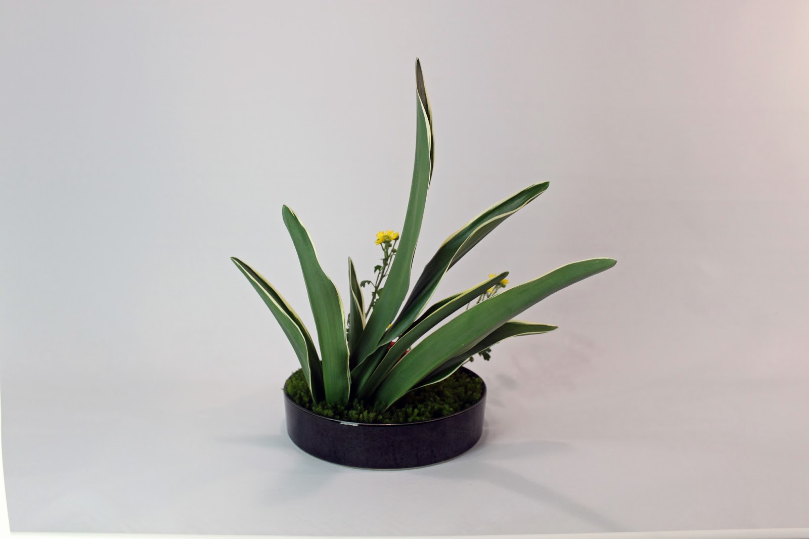 hanamai, the ikebana blog: Rhodea Japonica, an Ancient Ikebana Material