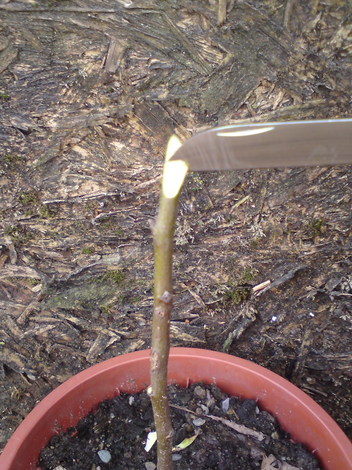 Green Phoenix Urban Food Garden: Grafting an apple rootstock in 8 easy ...