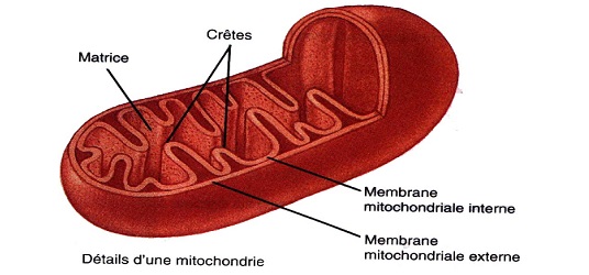 Mitochondrie : Définition simple, structure et leur rôle | Bio faculté