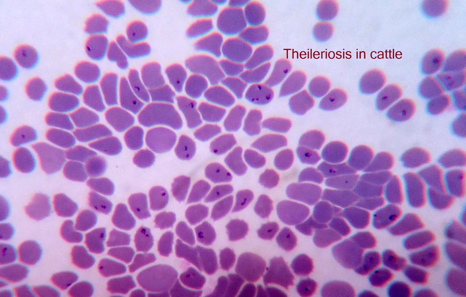 VETERINARY PARASITOLOGY: THEILERIOSIS