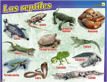 Science Class 6EP: THE REPTILES