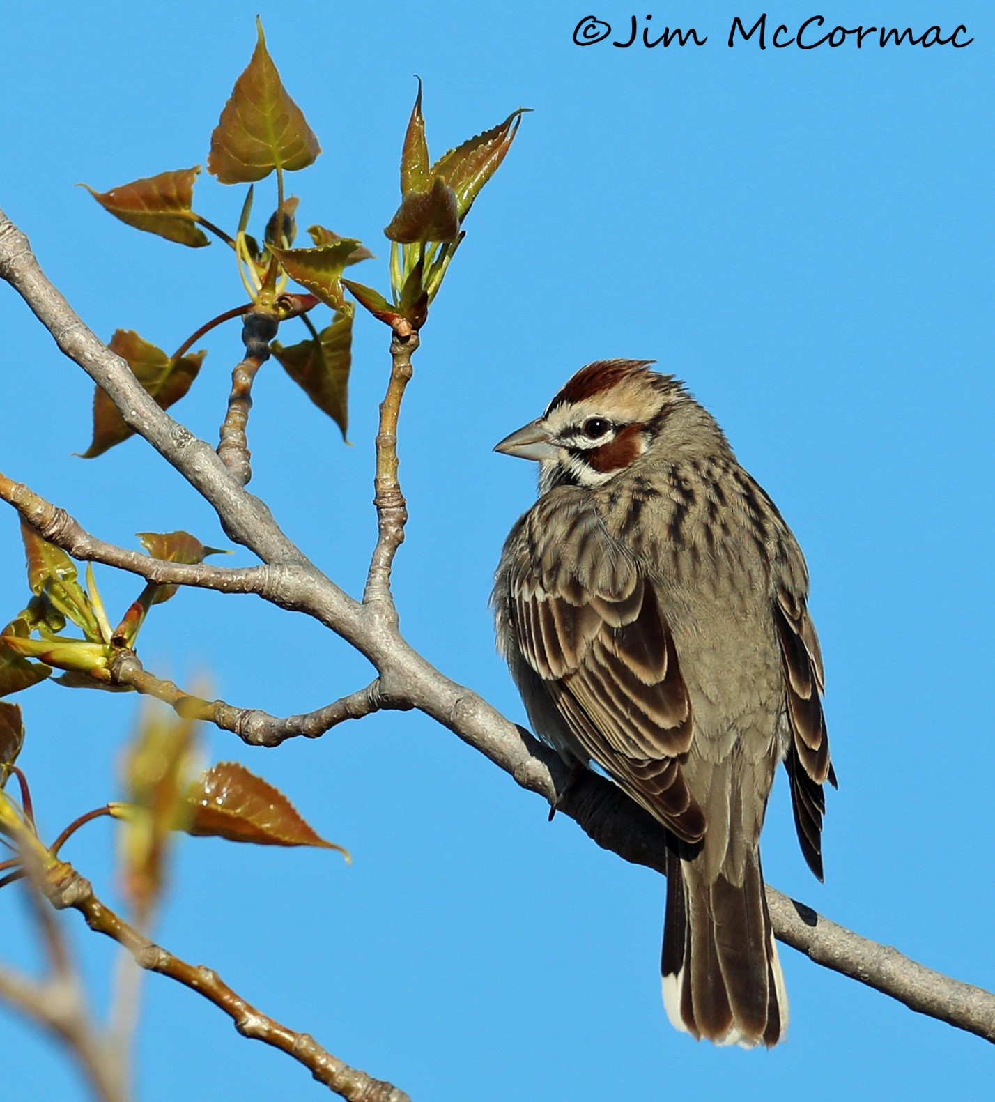 Ohio Birds and Biodiversity: Lark Sparrow