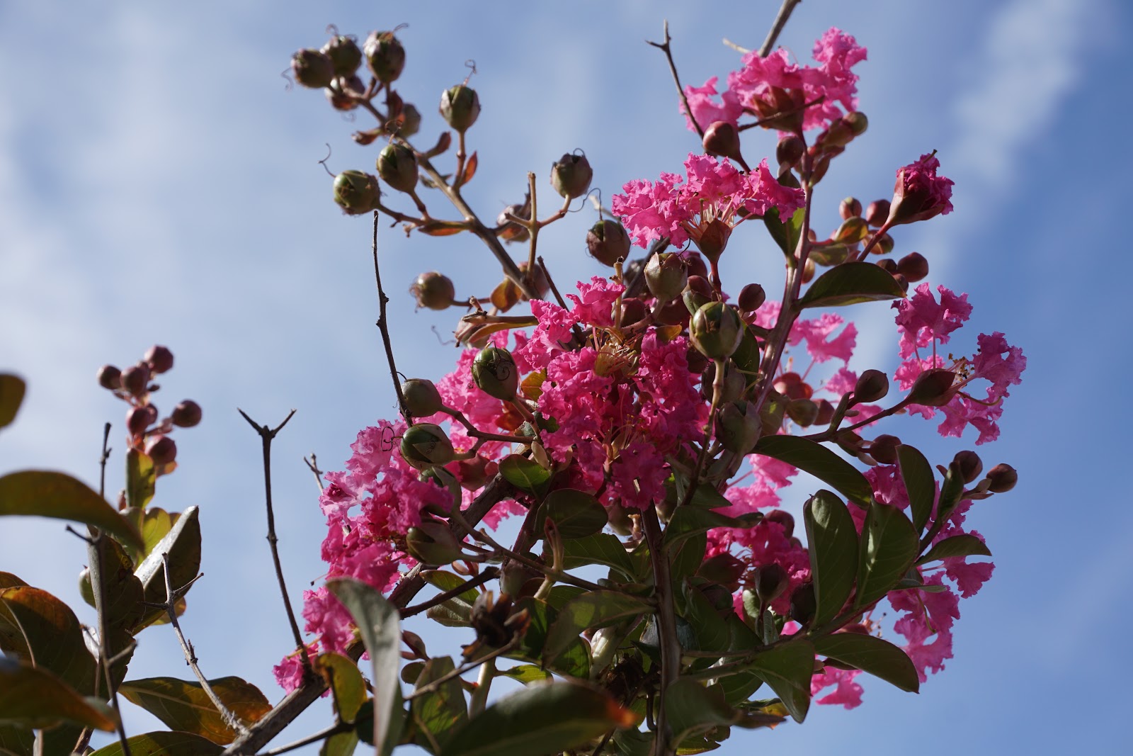 Plantas de Huerta Otea, Salamanca: Árbol de Júpiter (Lagerstroemia indica)