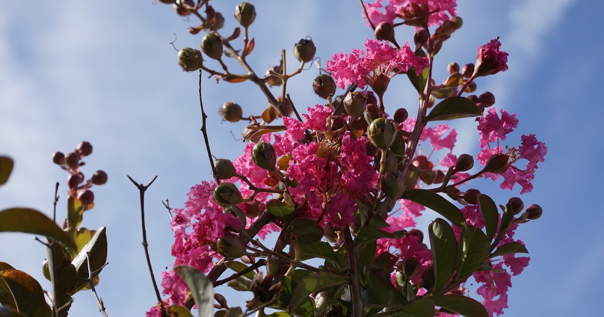 Plantas de Huerta Otea, Salamanca: Árbol de Júpiter (Lagerstroemia indica)