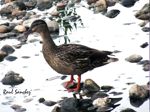 Naturaleza Viva : EL Pato de Rio ( Familia Anatidae ) Anade friso ...