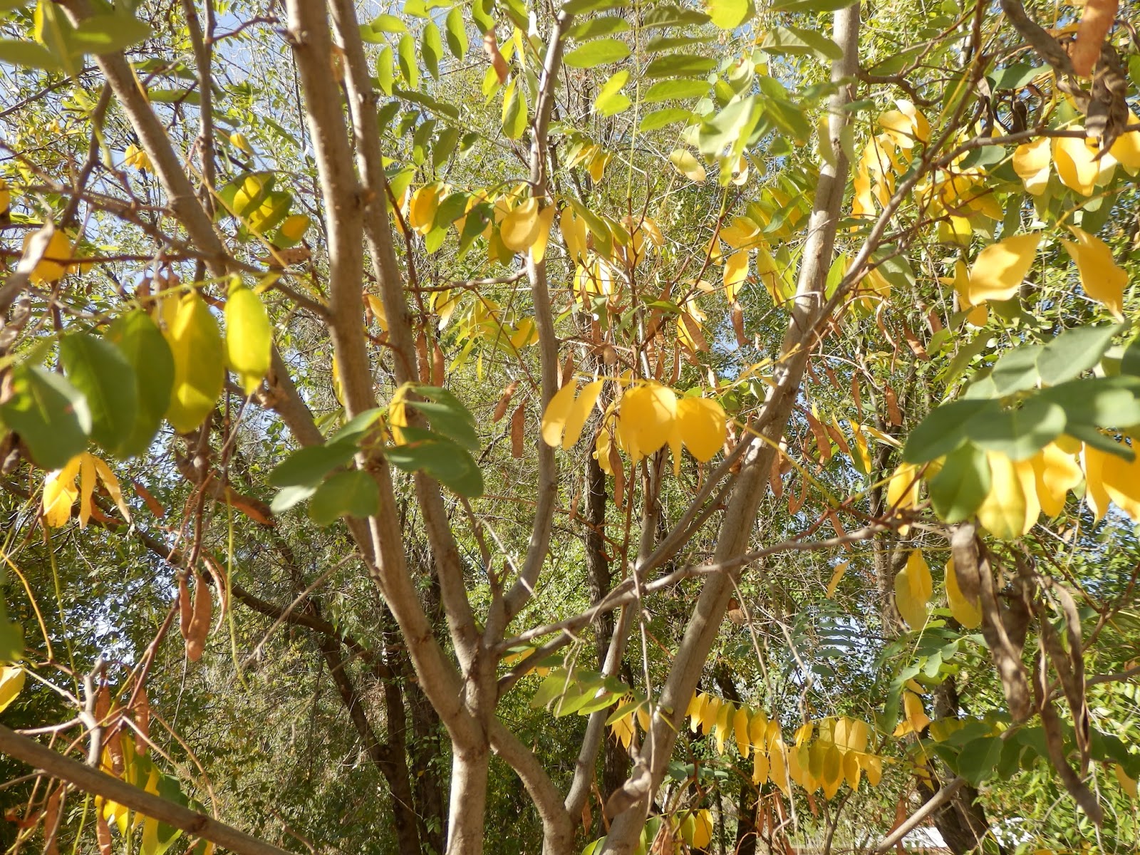Olvera diary: The colours, fruits and textures of Autumn