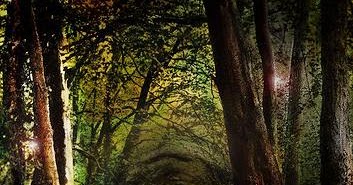 Enchanted Forest, Ireland | Incredible Pics