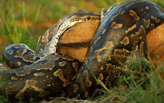 Pix Grove: African Python Swallowing A Large Prey