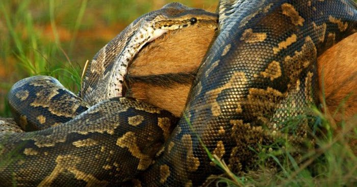 Pix Grove: African Python Swallowing A Large Prey